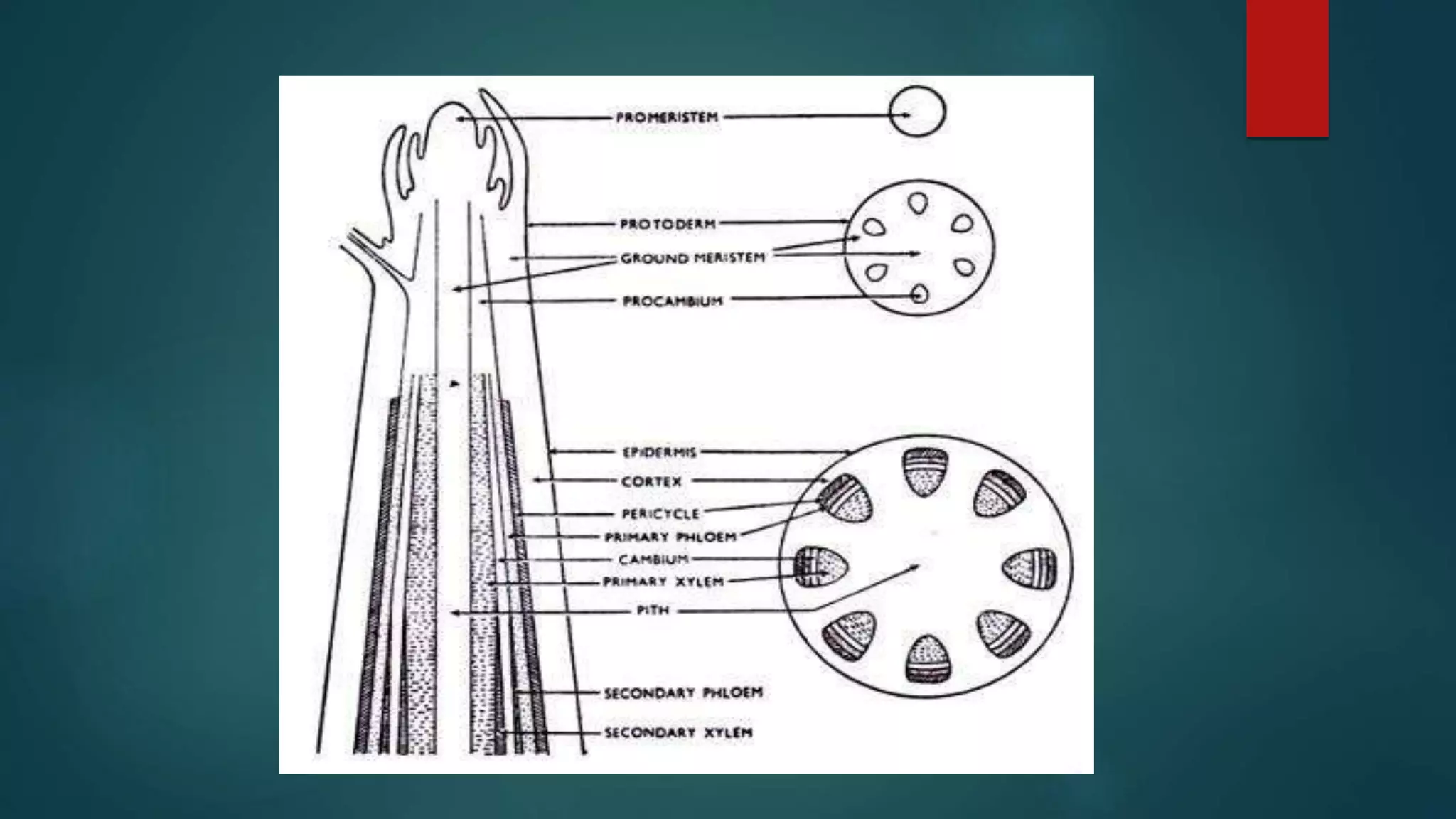 Meristematic tissue types and classification. | PPTX