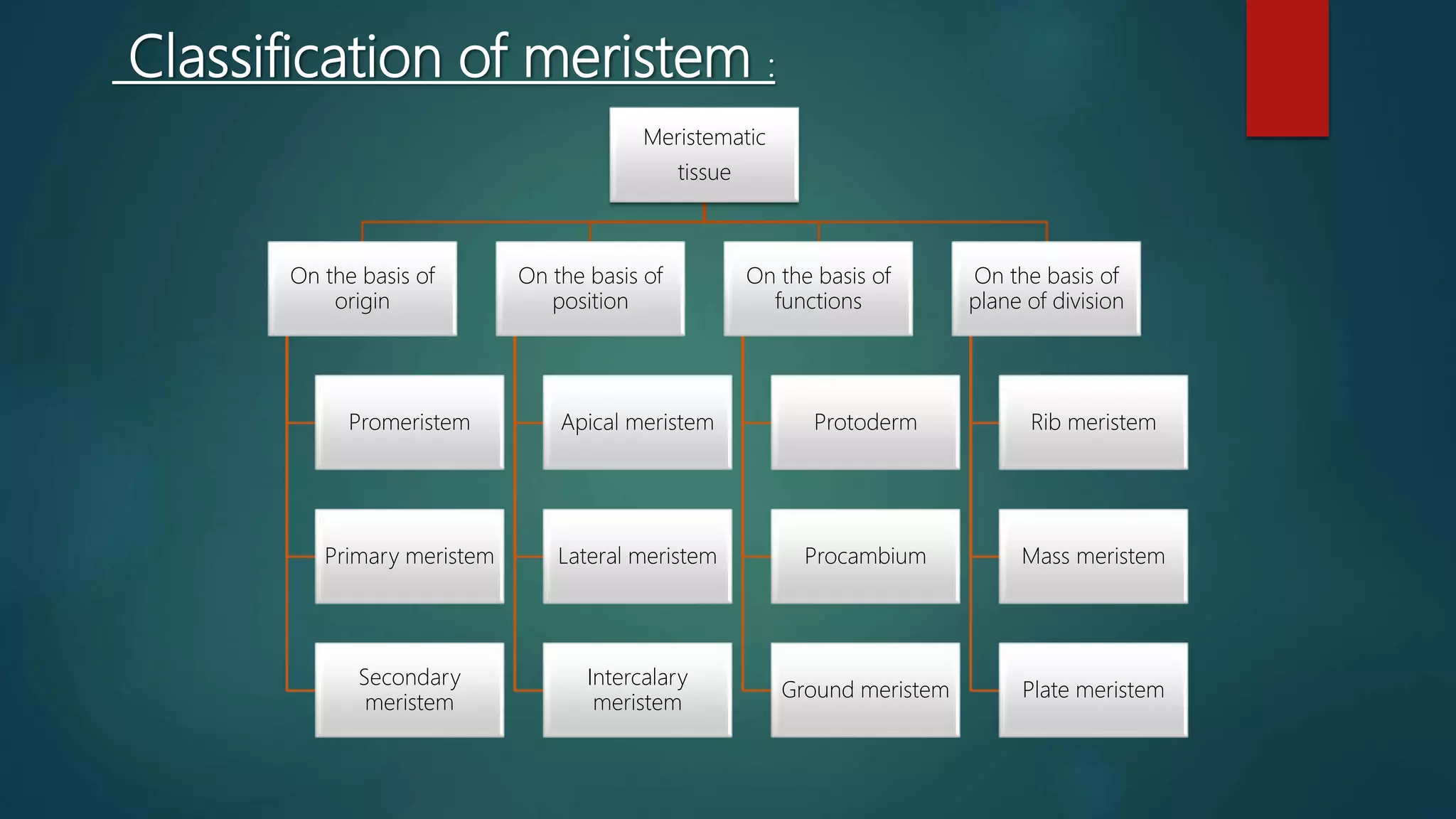 Meristematic tissue types and classification. | PPTX