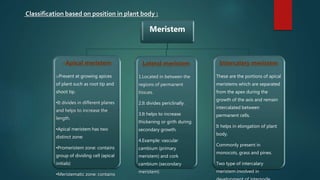 Meristematic tissue types and classification. | PPTX