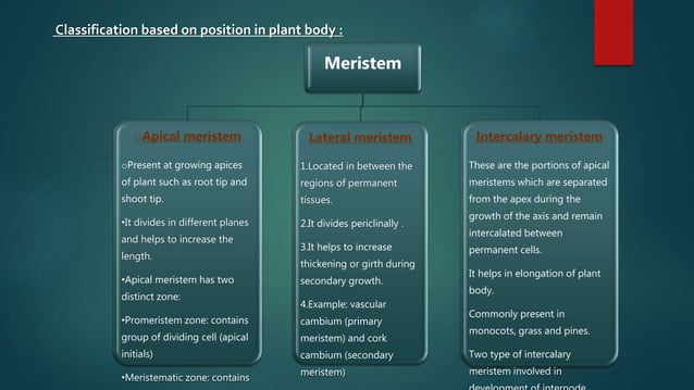 Meristematic tissue types and classification. | PPTX