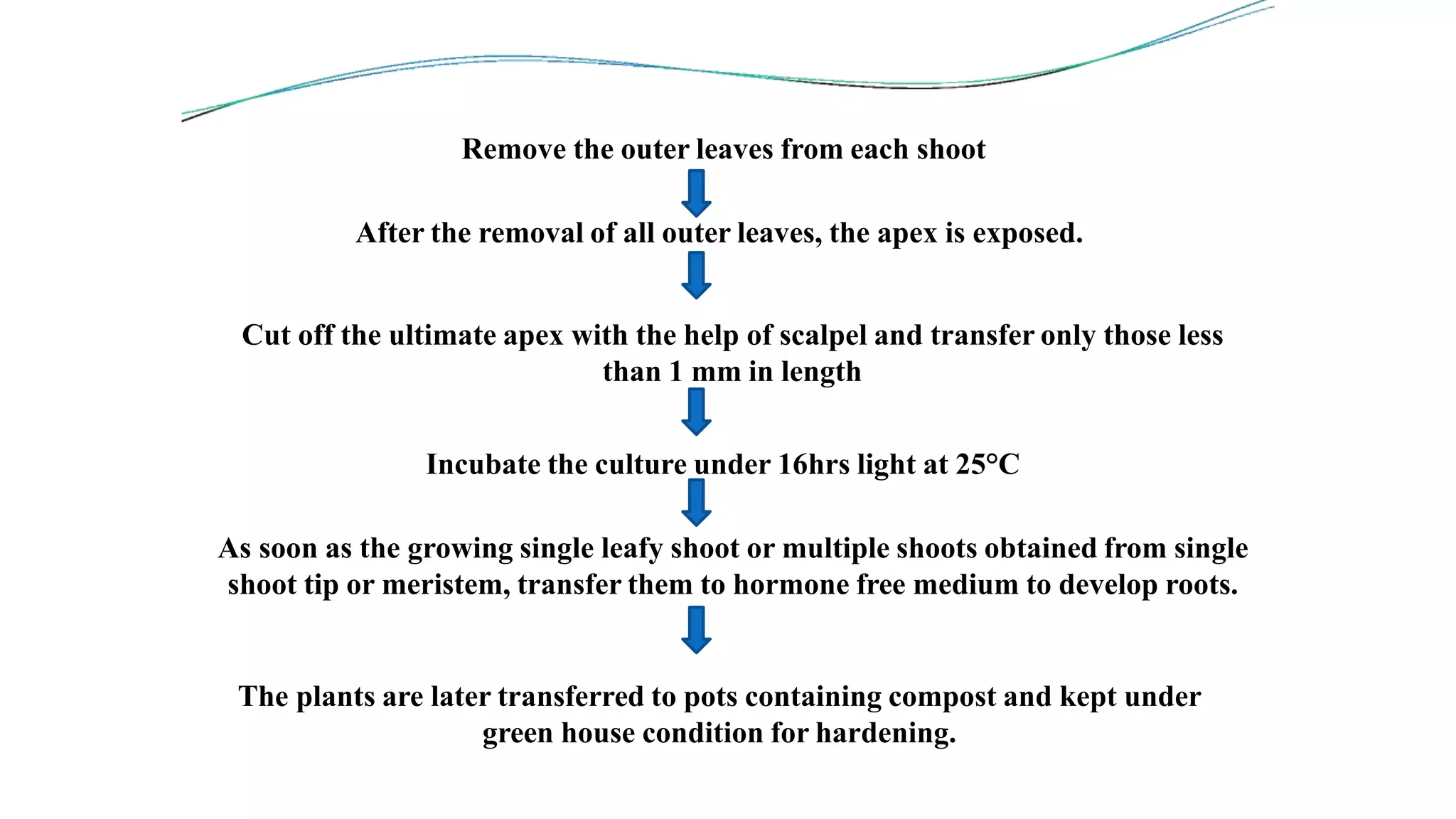 Meristem and shoot tip culture in horticultural crops | PPTX