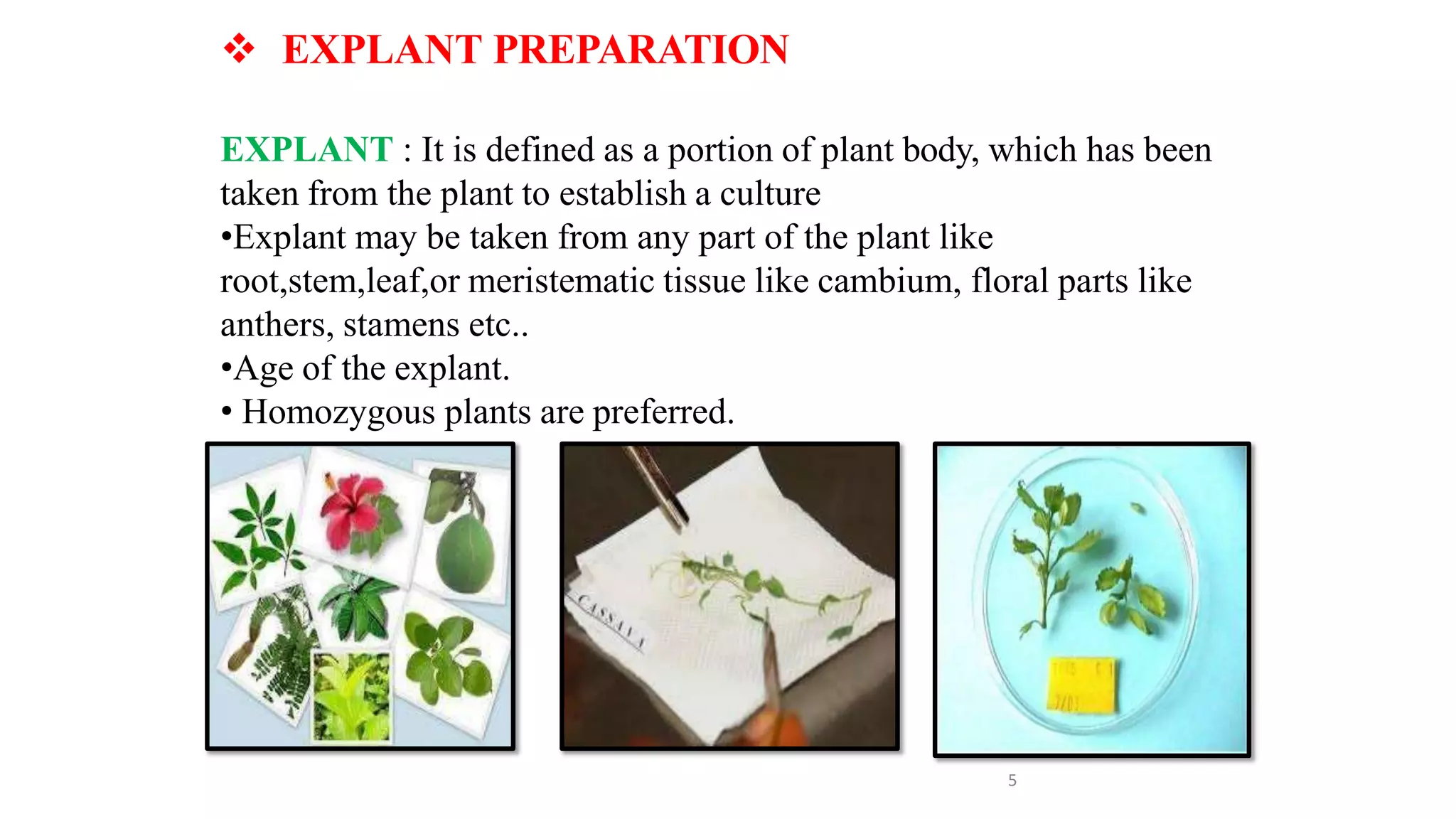 Meristem and shoot tip culture in horticultural crops | PPTX