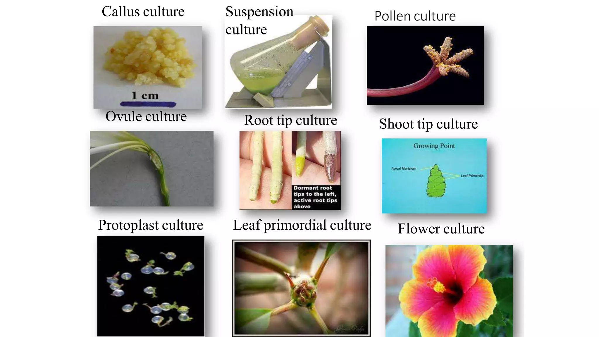 Meristem and shoot tip culture in horticultural crops | PPTX
