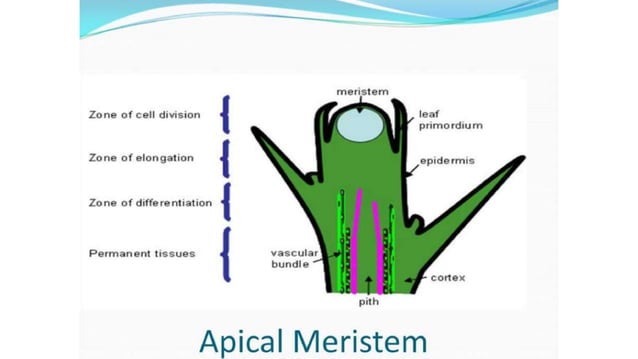 Meristem and shoot tip culture in horticultural crops | PPTX ...