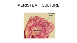 Meristem and shoot tip culture in horticultural crops | PPTX