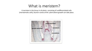 Meristem and shoot tip culture in horticultural crops | PPTX