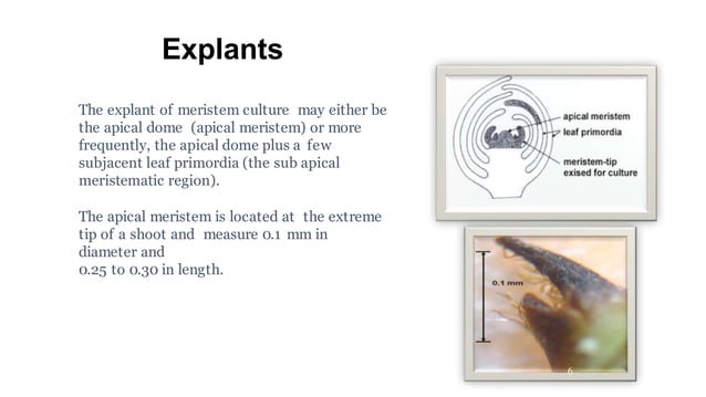 Meristem and shoot tip culture in horticultural crops | PPTX ...