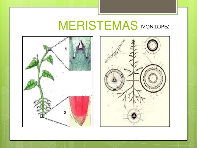Meristemas