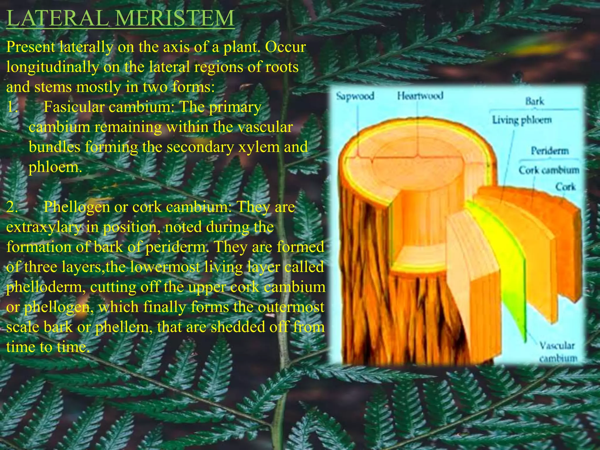 Meristematic tissue | PPTX