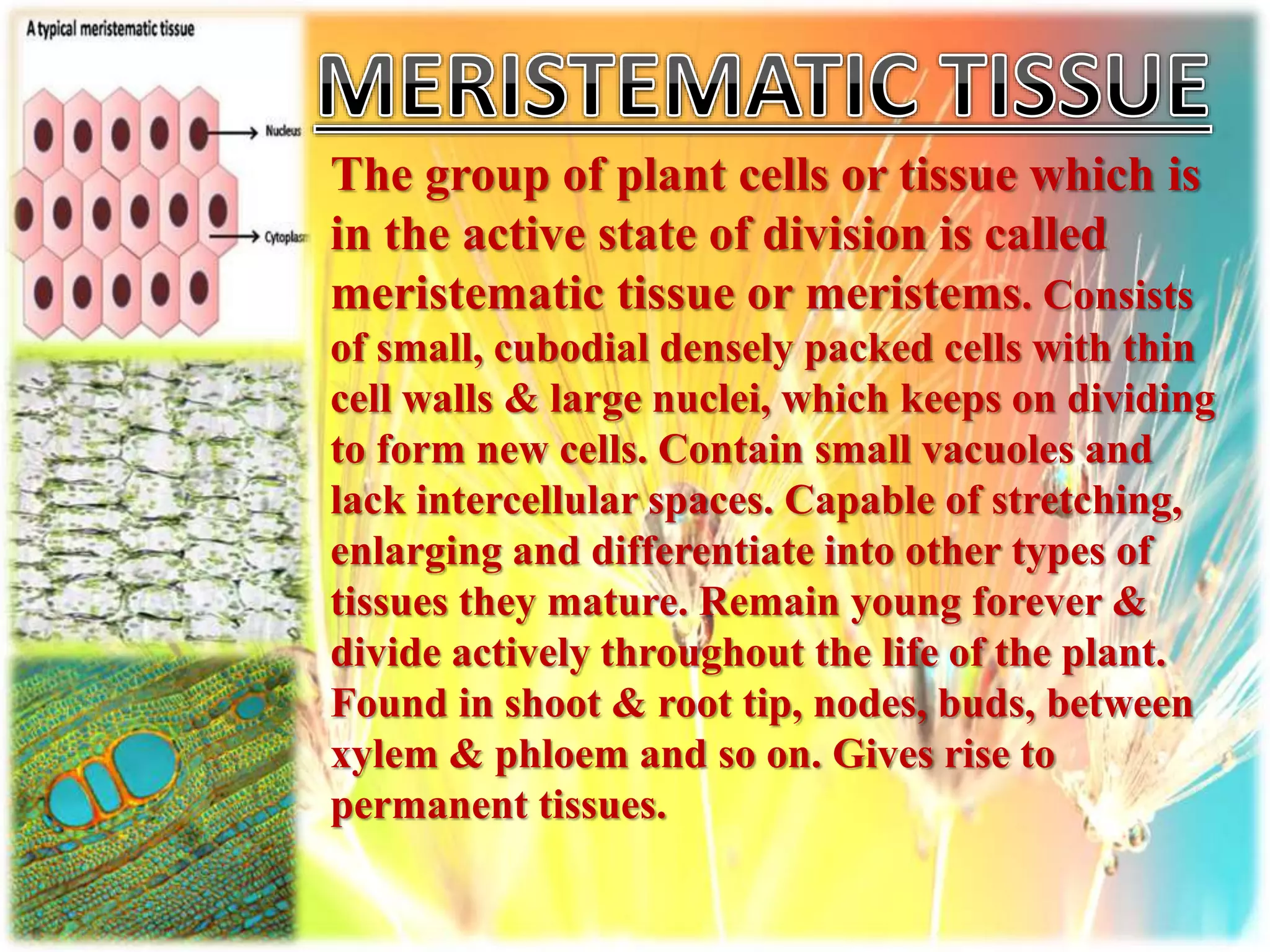 Meristematic tissue | PPTX