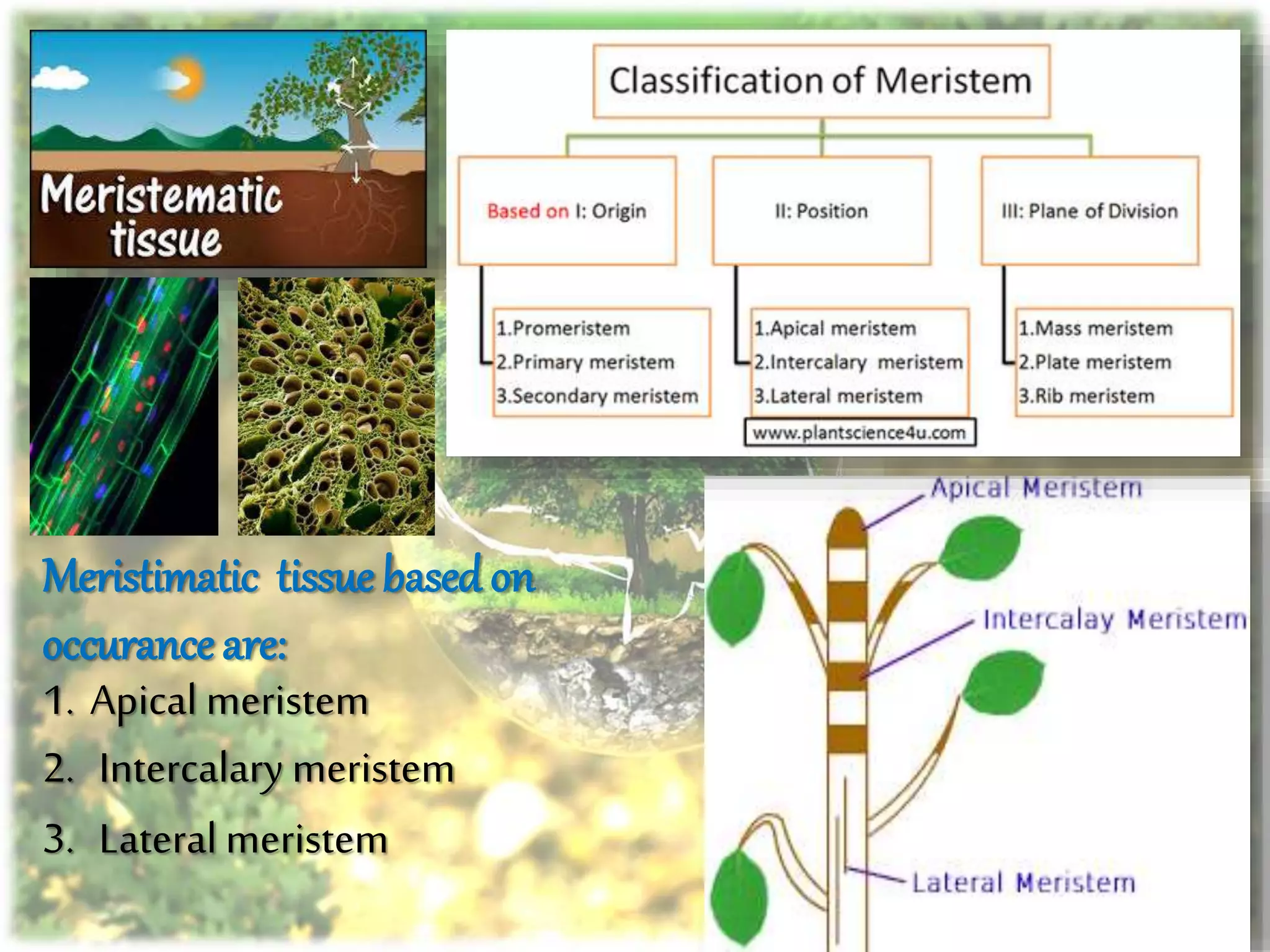 Meristematic tissue | PPTX