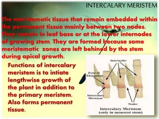 Meristematic tissue | PPTX