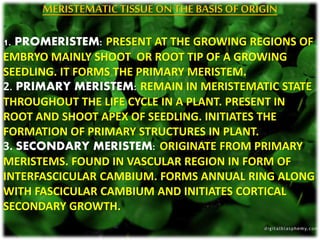 Meristematic tissue | PPTX