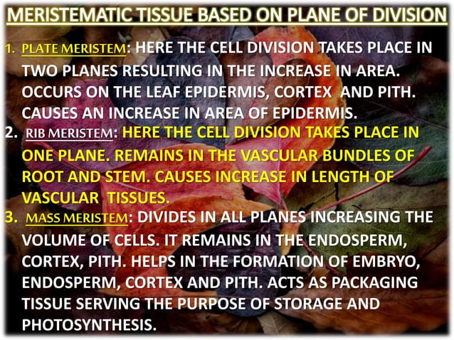 Meristematic tissue | PPTX