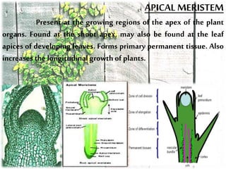 Meristematic Tissue In Plants Diagram