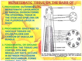 meristematictissue-740 (1).pd