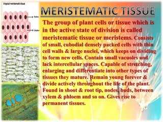 meristematictissue-740 (1).pd