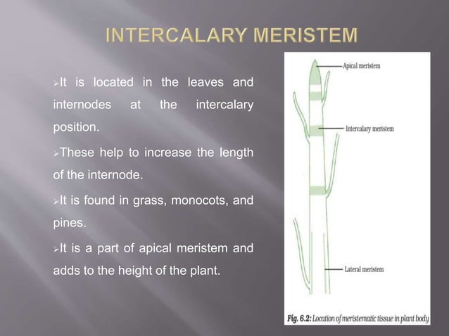 Meristematic tissue | PPTX