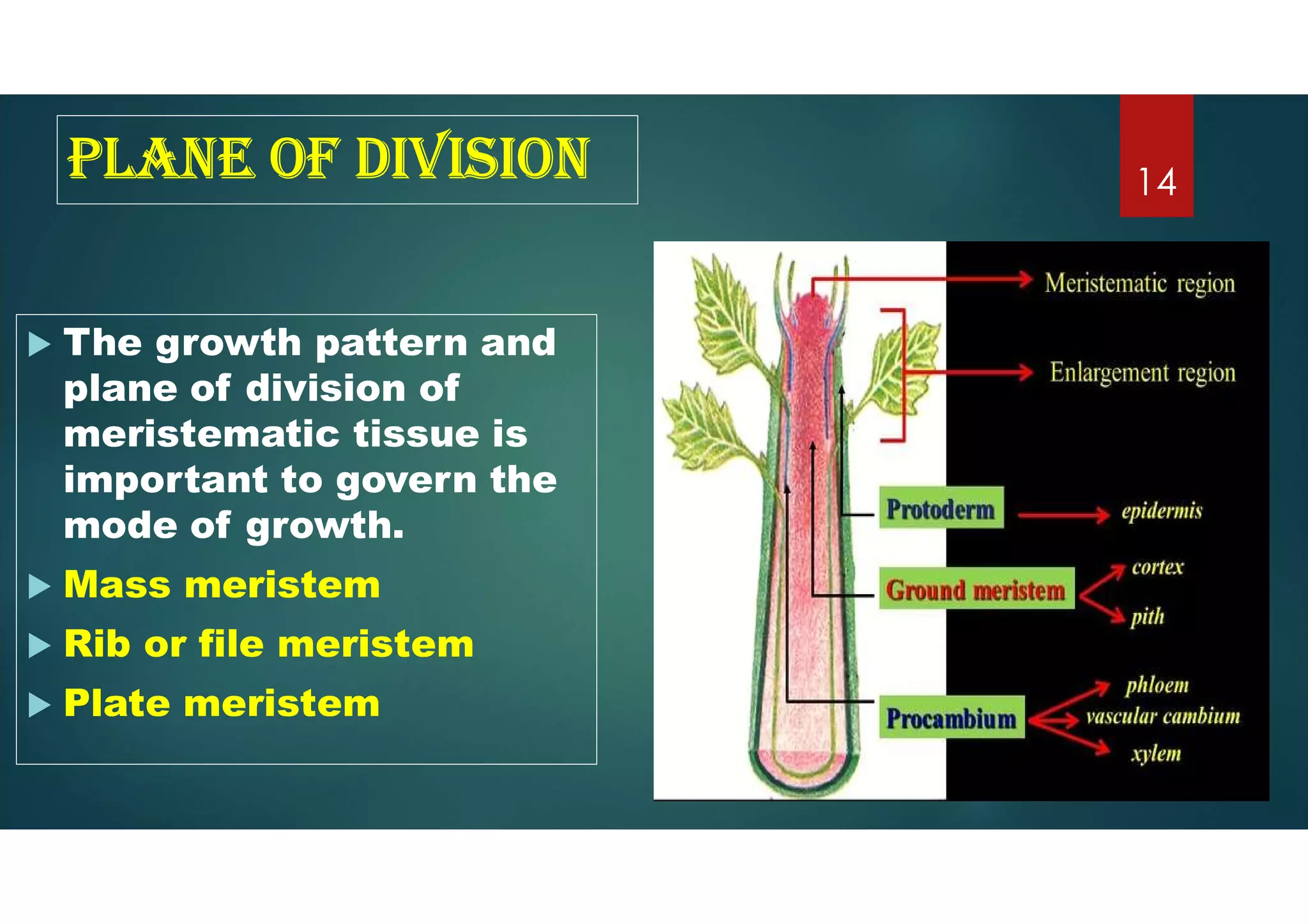Meristematic tissue | PDF