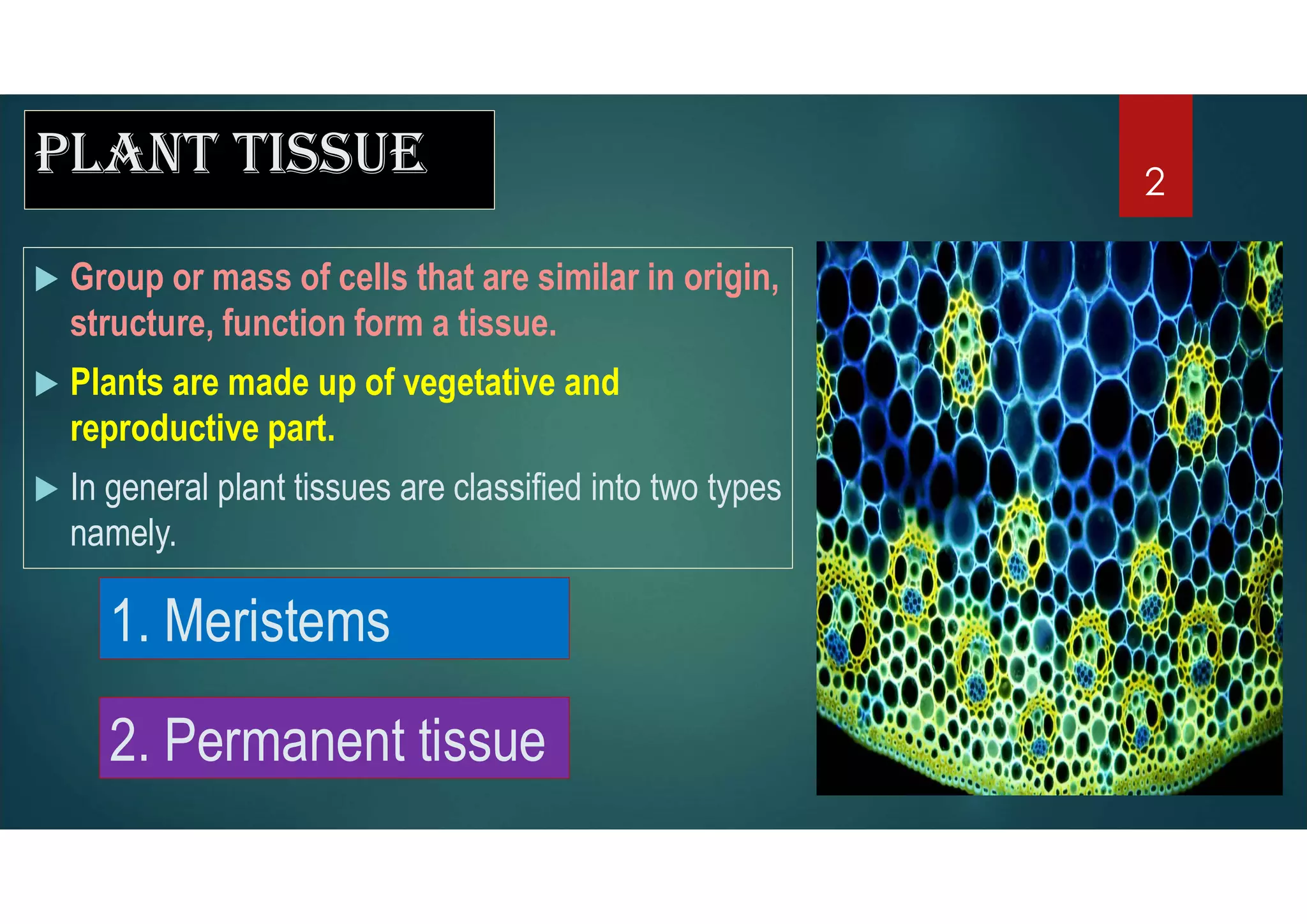 Meristematic tissue | PDF
