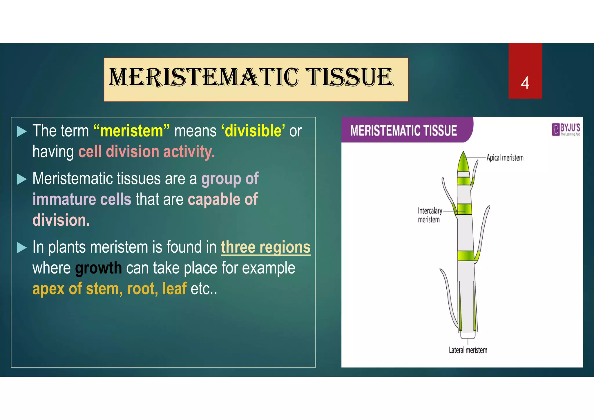 Meristematic tissue | PDF