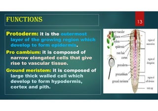 Meristematic tissue | PDF | Gardening | Home & Garden