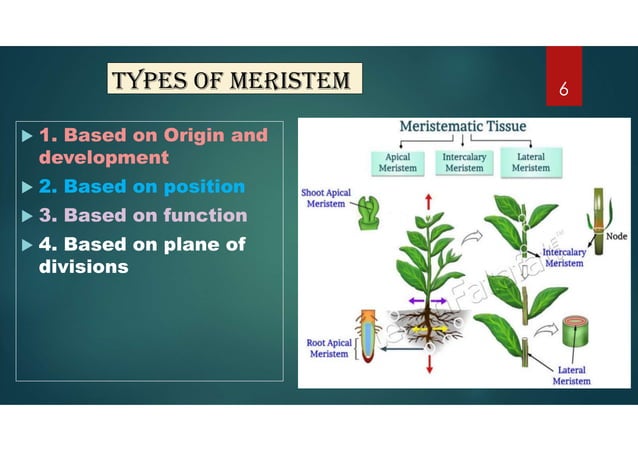 Meristematic tissue | PDF | Gardening | Home & Garden