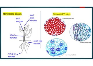 Plant Tissue Meristematic And Permanent