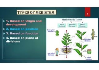 Meristem Examples
