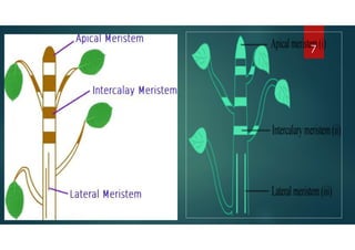 Apical Meristem Vs Lateral Meristem