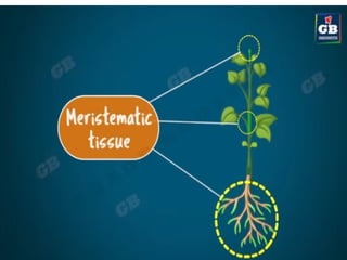 meristematic tissue Class 9th tissue.pptx