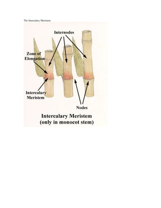 Meristematic tissues | DOC