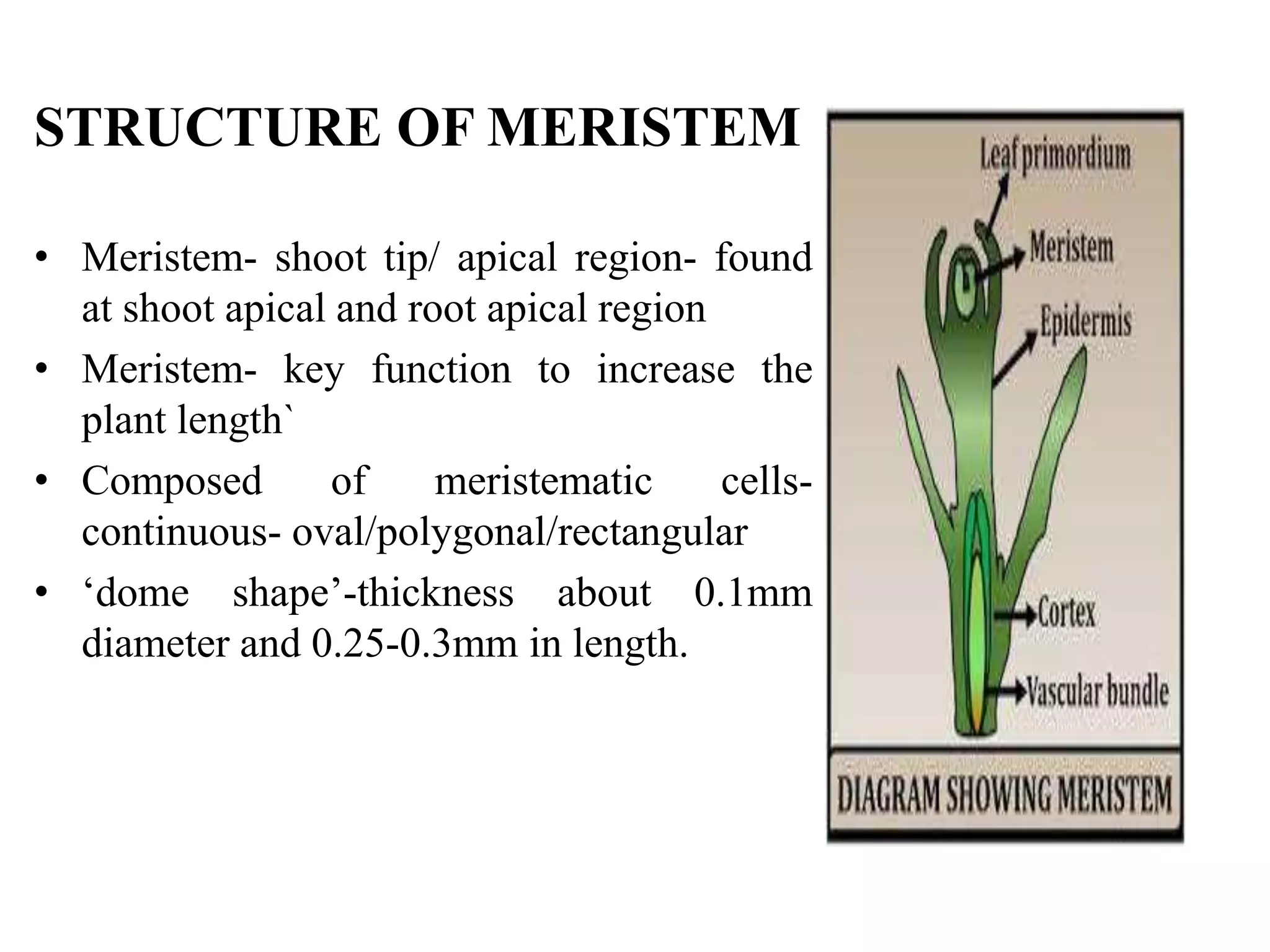 meristem culture-ppt.pptx