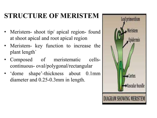 meristem culture-ppt.pptx | Agriculture | Industries