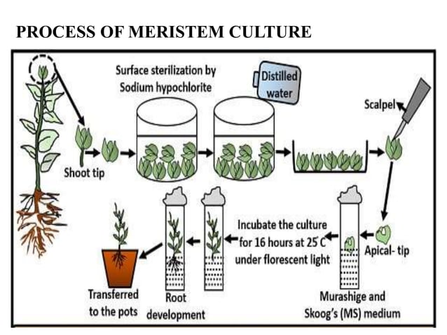 meristem culture-ppt.pptx | Agriculture | Industries