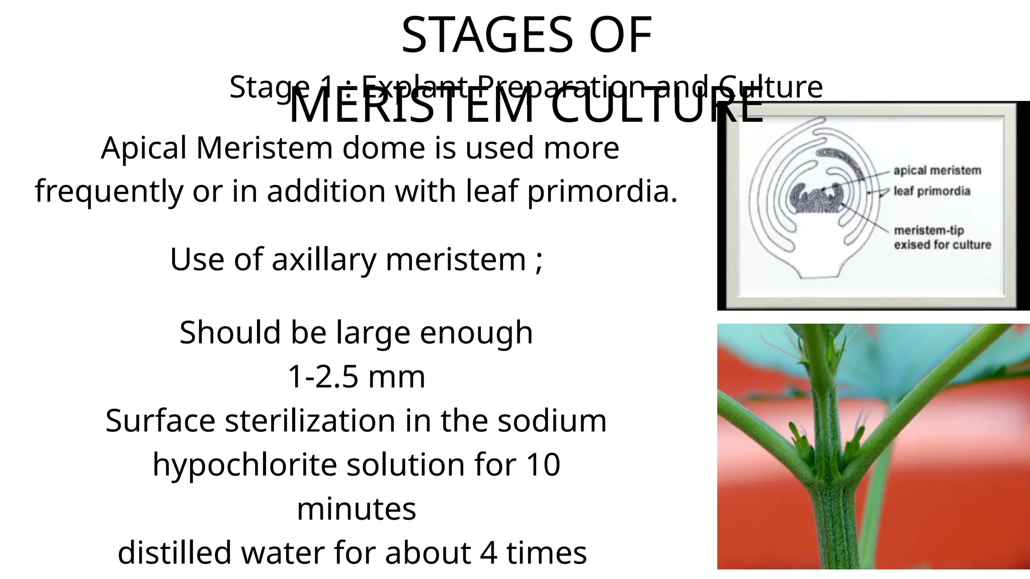 MERISTEM CULTURE: TECHNIQUES and APPLICATION.pptx