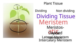 MERISTEM CULTURE: TECHNIQUES and APPLICATION.pptx