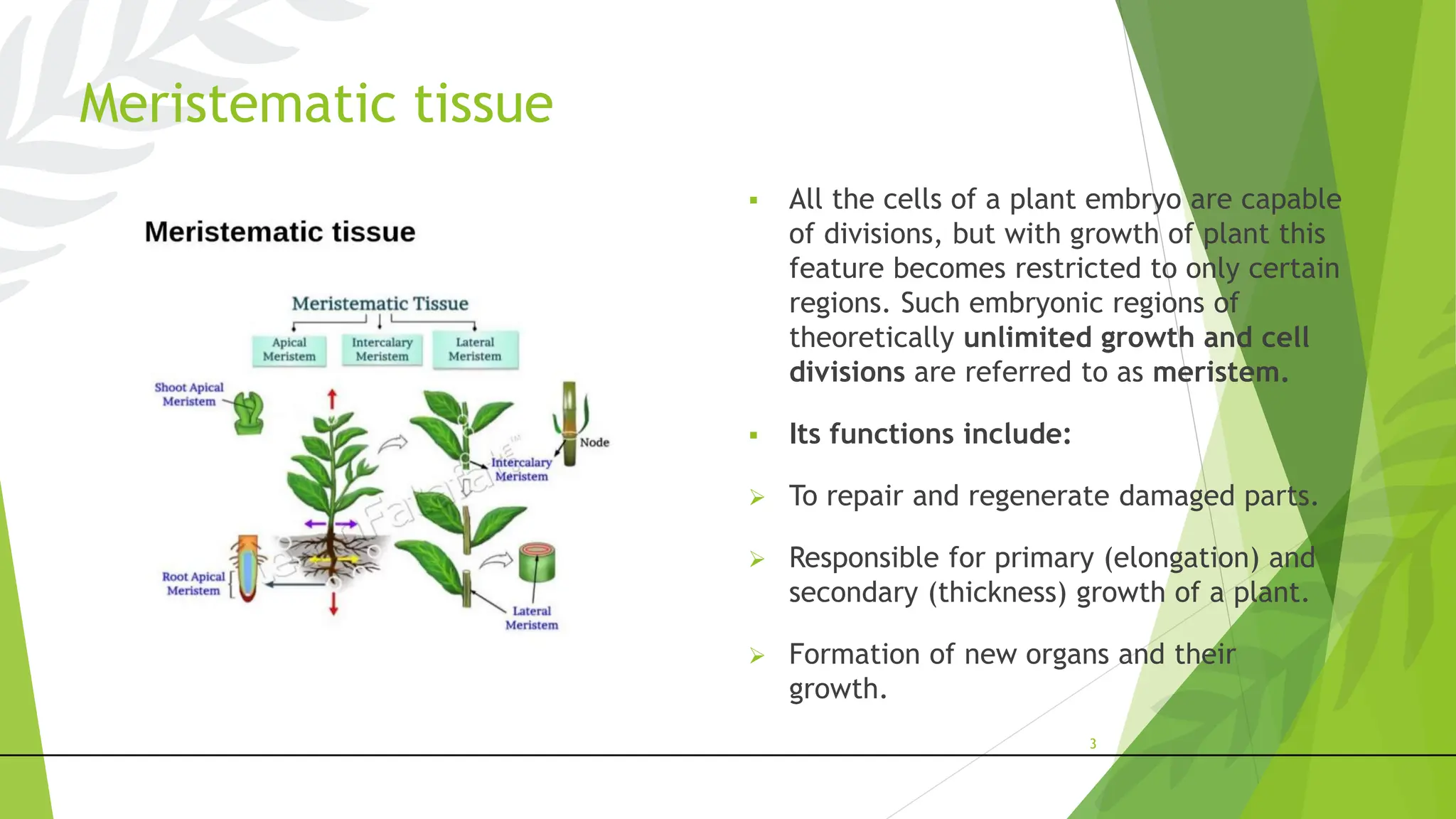 MERISTEM CULTURE / SHOOT TIP CULTURE ppt-1.pptx