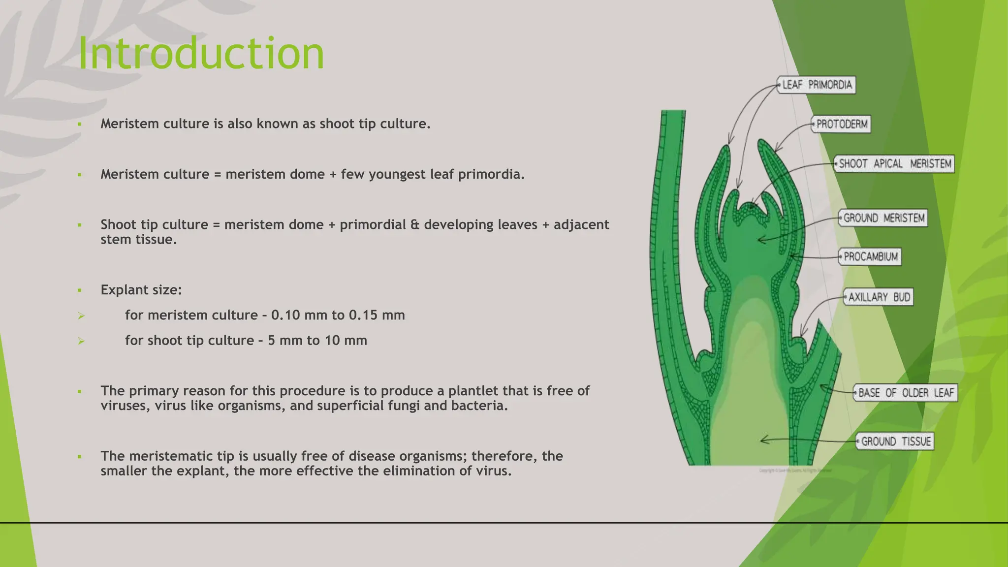 MERISTEM CULTURE / SHOOT TIP CULTURE ppt-1.pptx