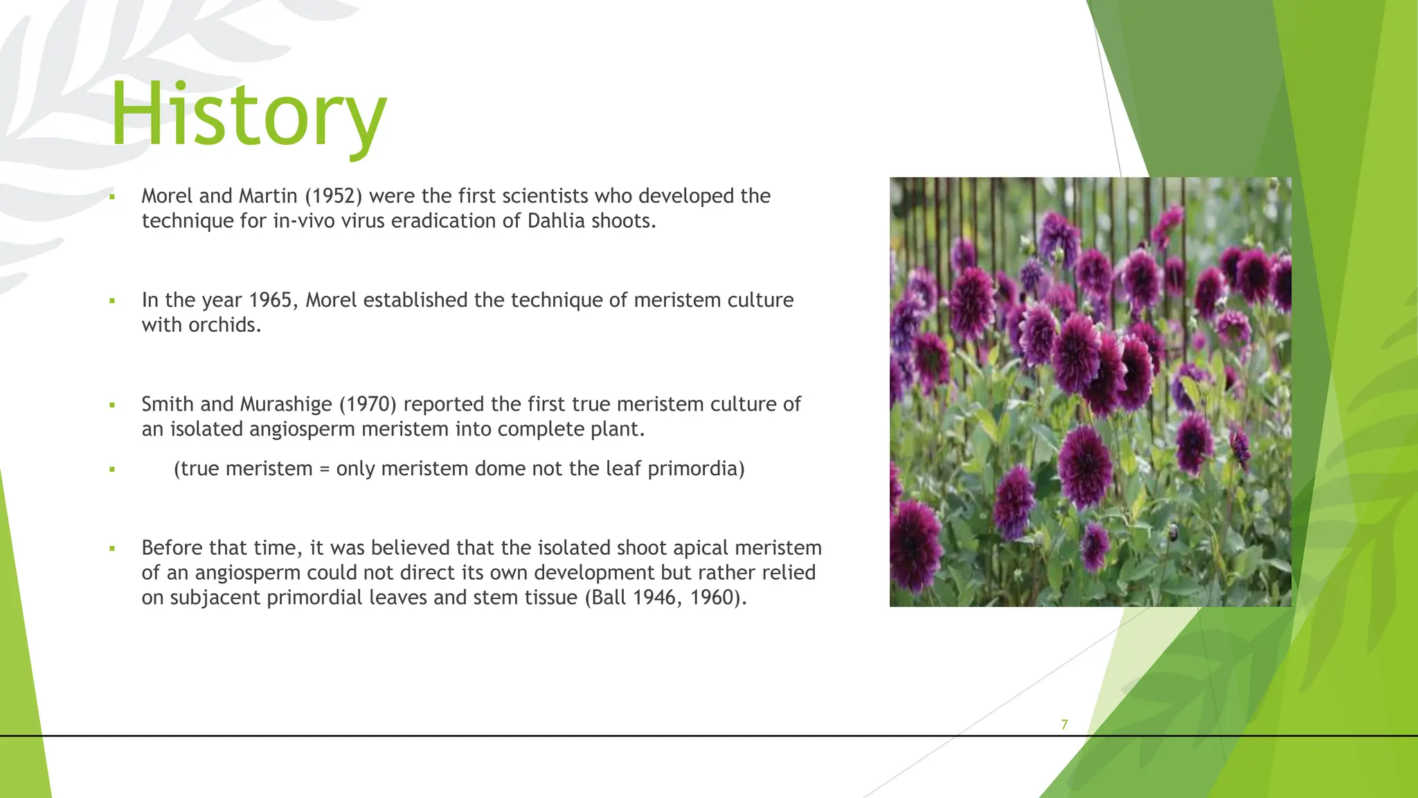 MERISTEM CULTURE / SHOOT TIP CULTURE ppt-1.pptx