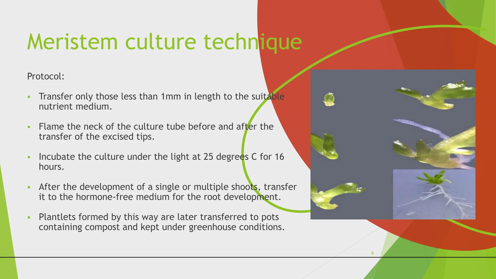 MERISTEM CULTURE / SHOOT TIP CULTURE ppt-1.pptx