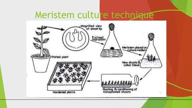 MERISTEM CULTURE / SHOOT TIP CULTURE ppt-1.pptx
