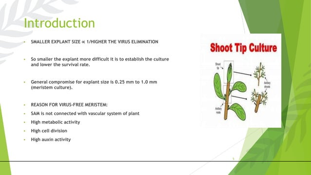 MERISTEM CULTURE / SHOOT TIP CULTURE ppt-1.pptx