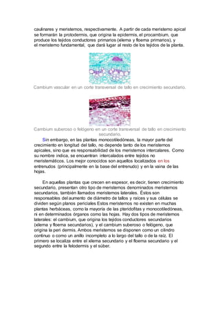 Meristemo Primario