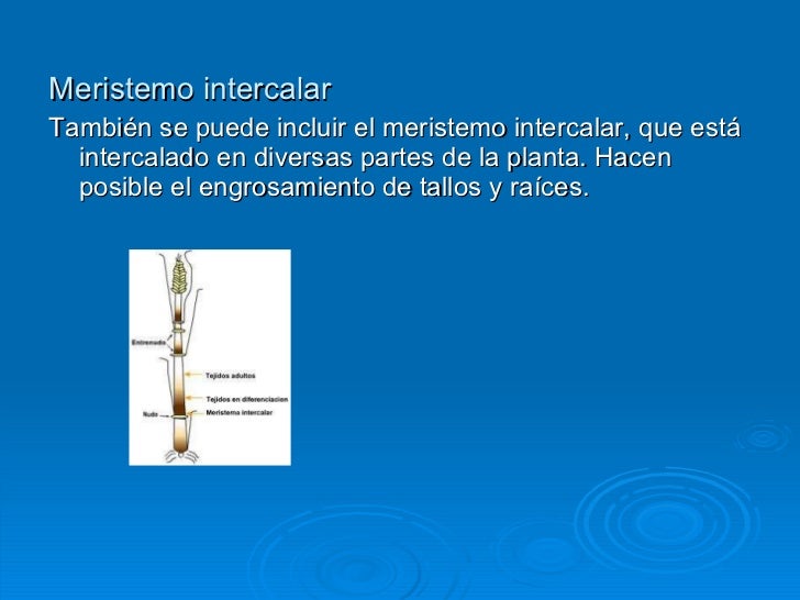 Meristema Intercalar Nomeação Tradicional Das Principais Partes Que
