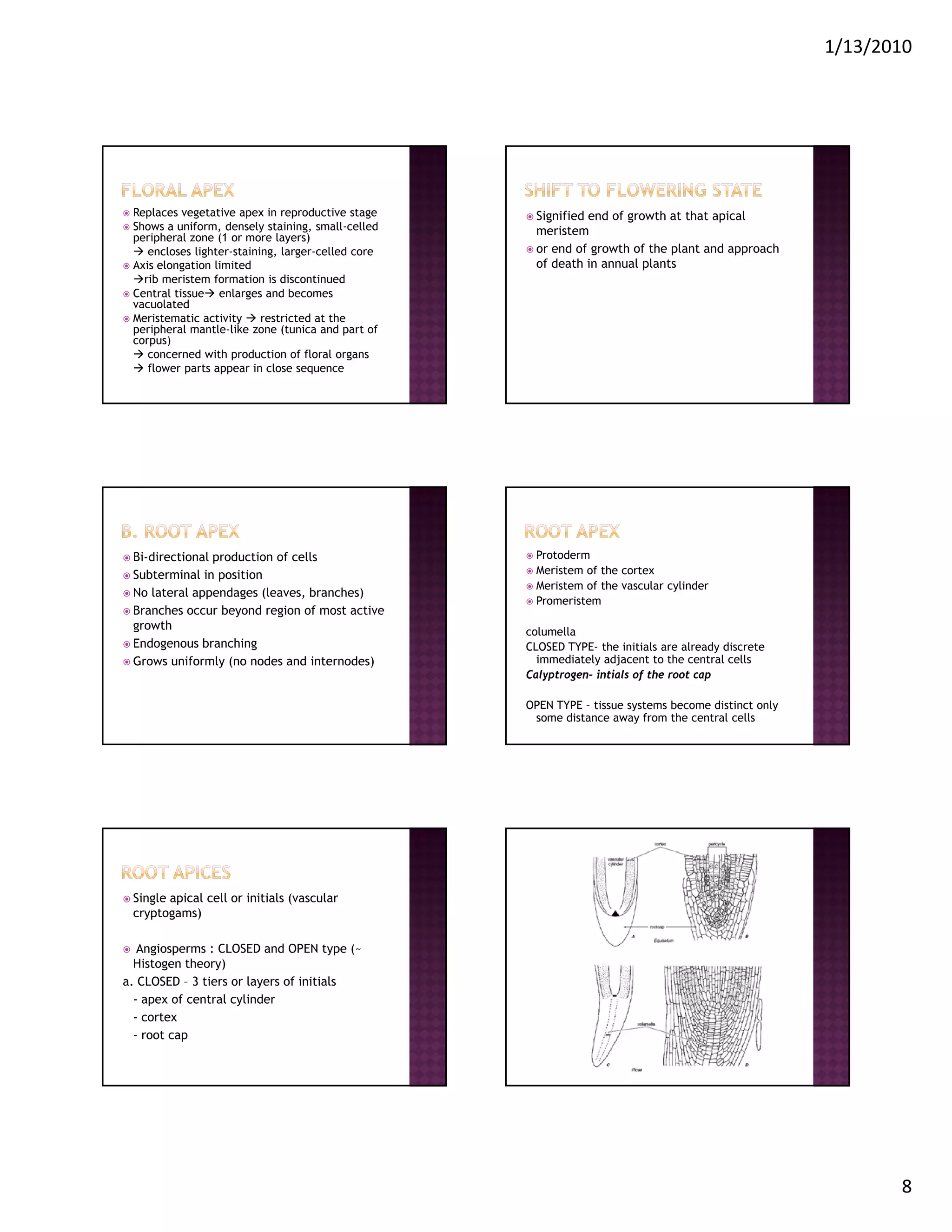 Meristems | PDF
