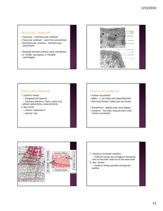 Meristems | PDF
