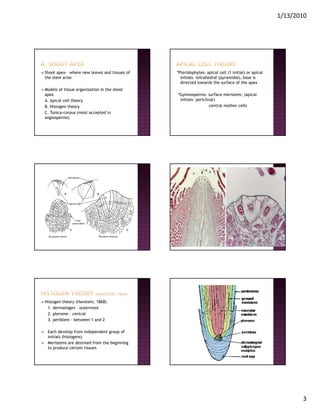 Meristems | PDF