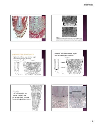 Meristems | PDF