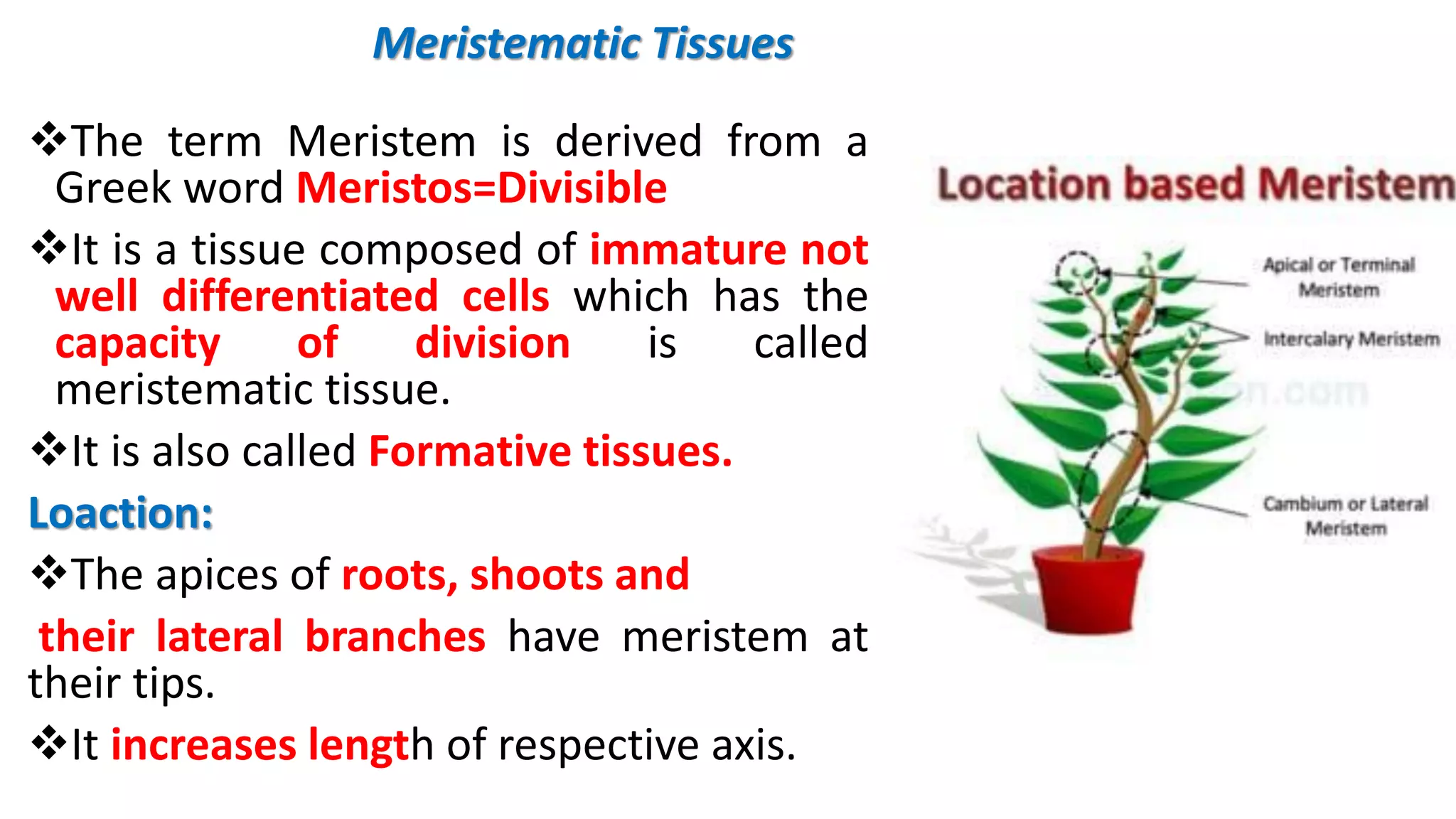 MERISTEMS TISSUE AND ITS CLASSIFICATION.pdf